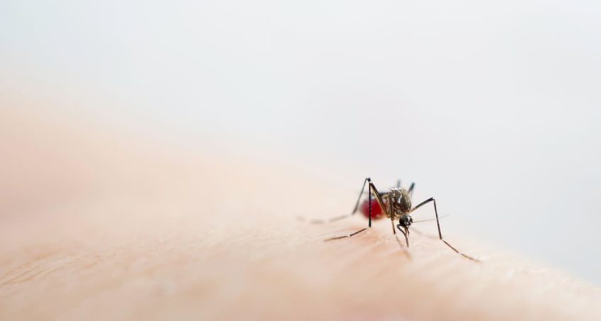 Prevención y control de enfermedades transmitidas por vectores en ...